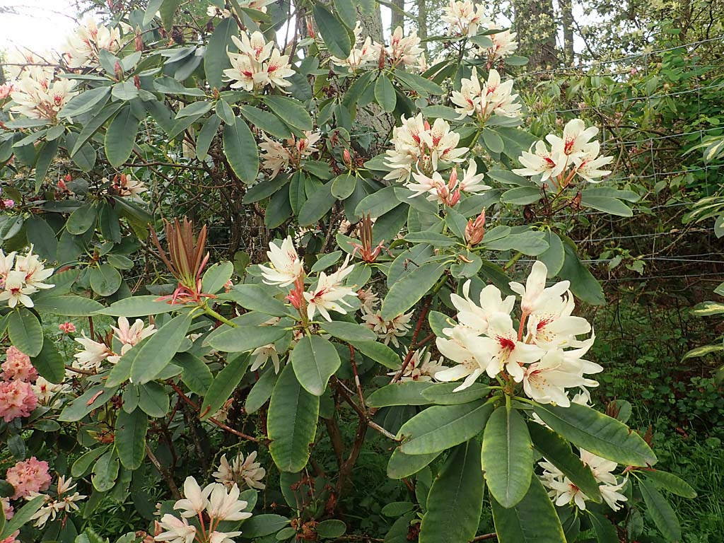 Glendoick Gardens