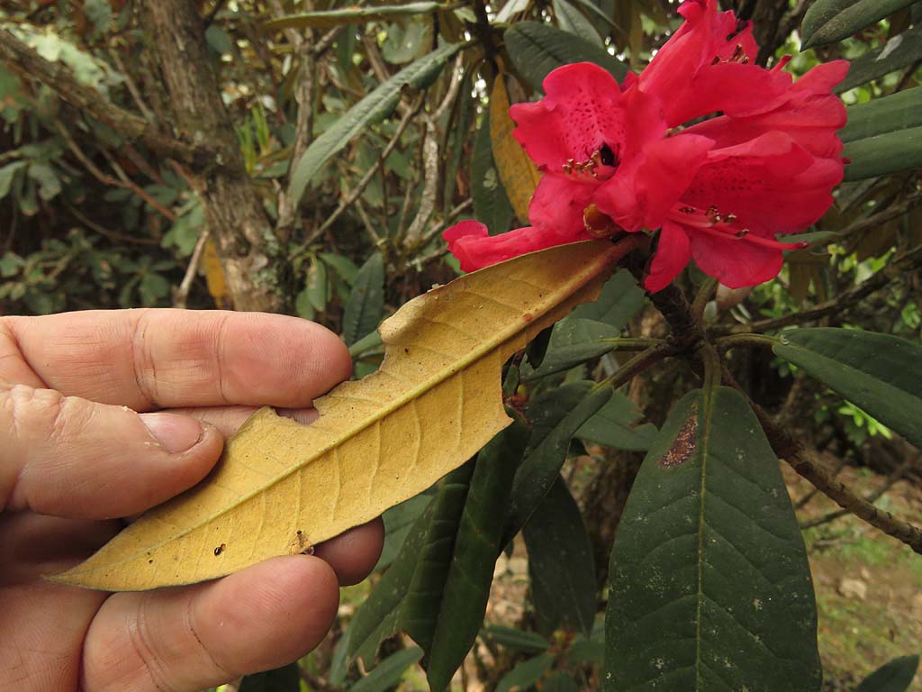 Rhododendrons of Sikkim