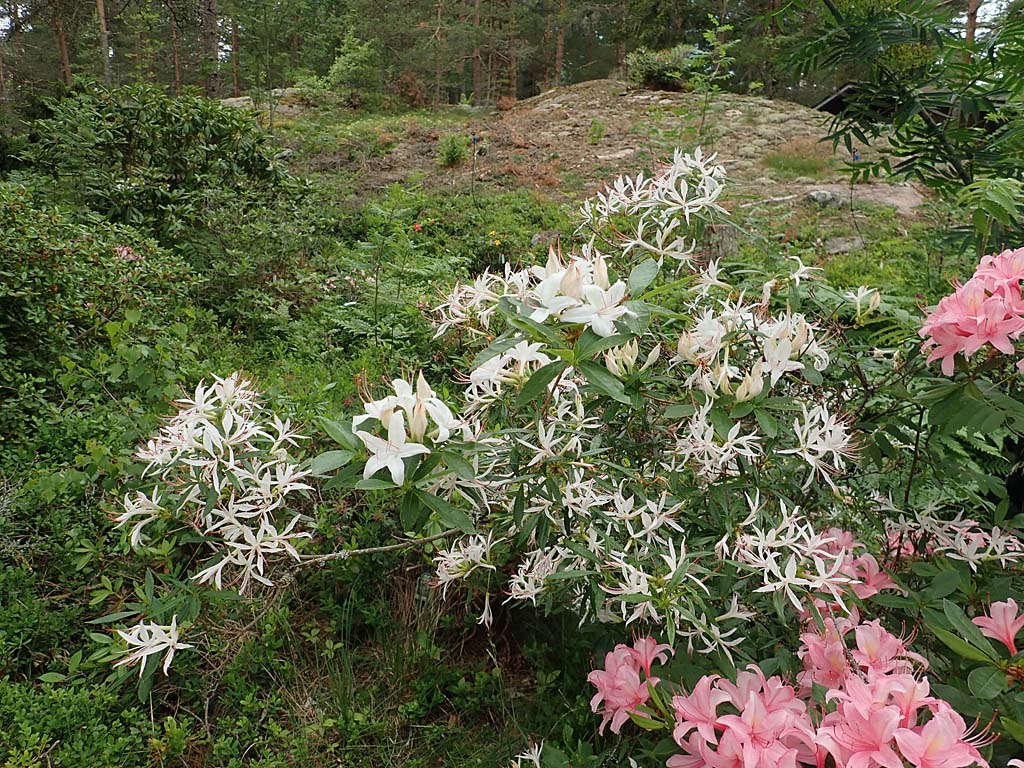 Rhododendrons and azaleas in Rhodogarden