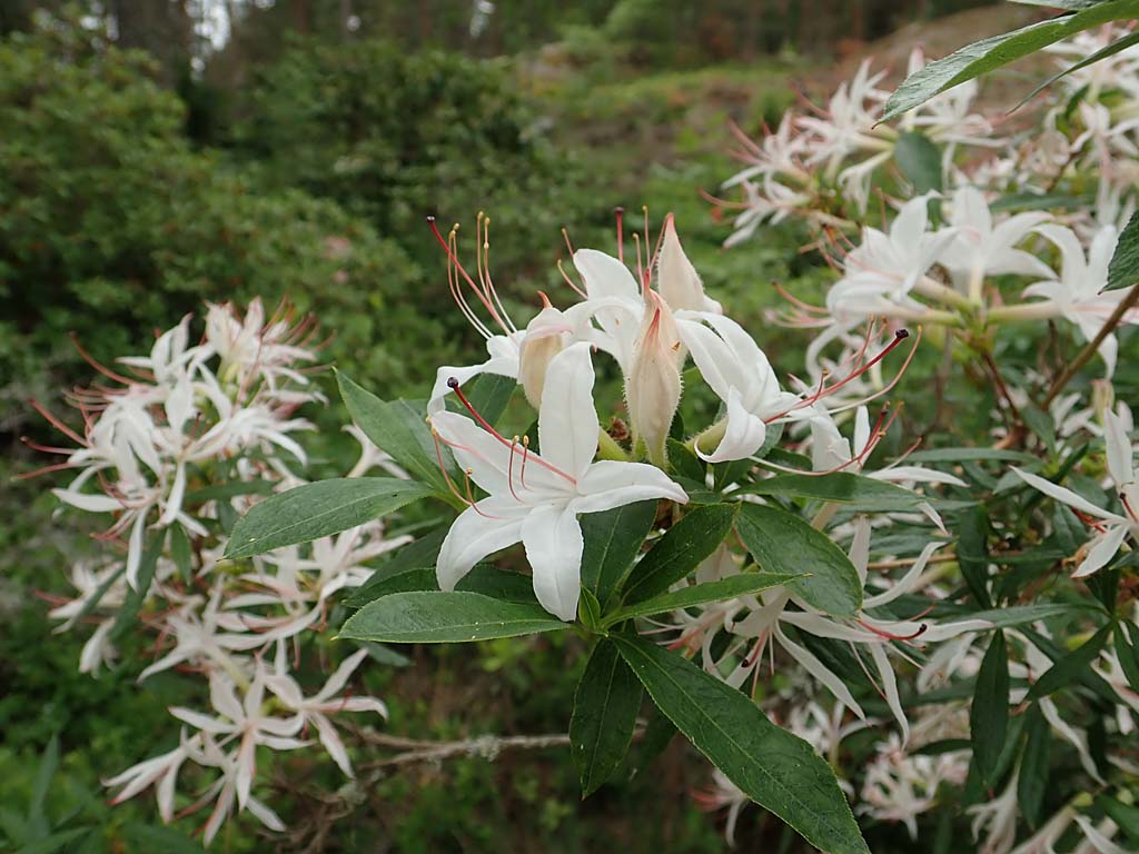 Rhododendrons and azaleas in Rhodogarden