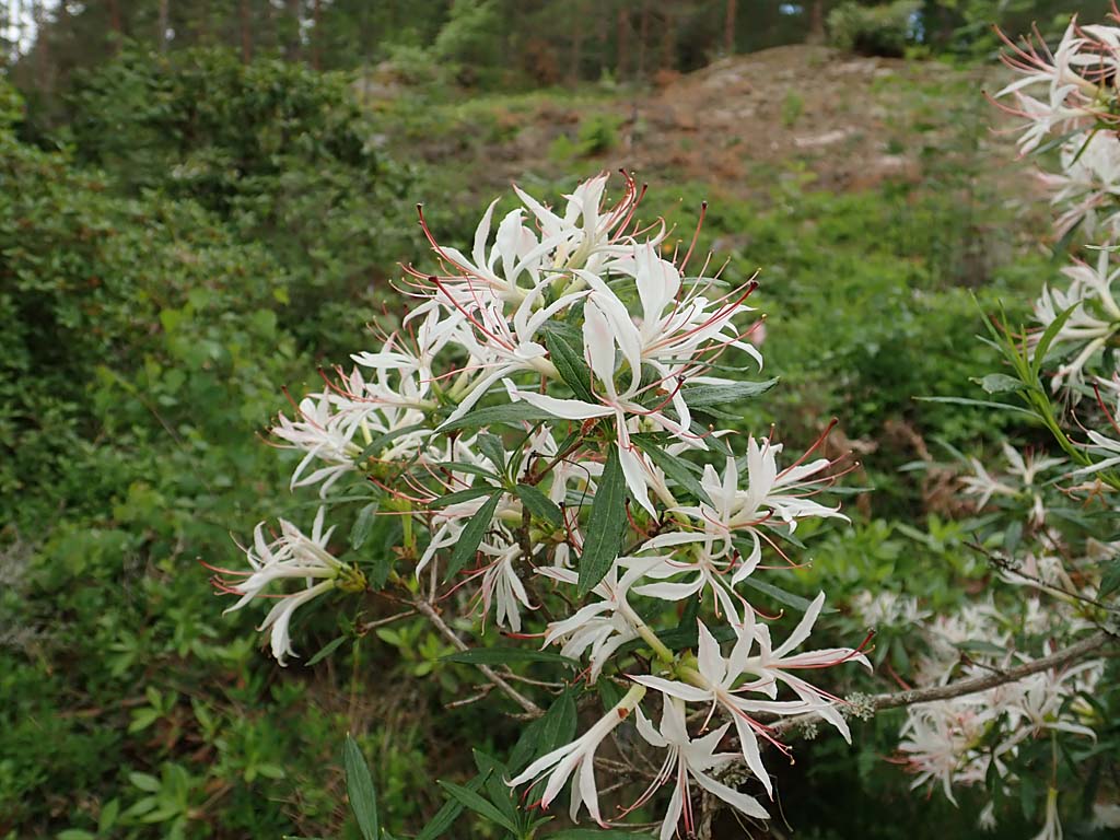 Rhododendrons and azaleas in Rhodogarden